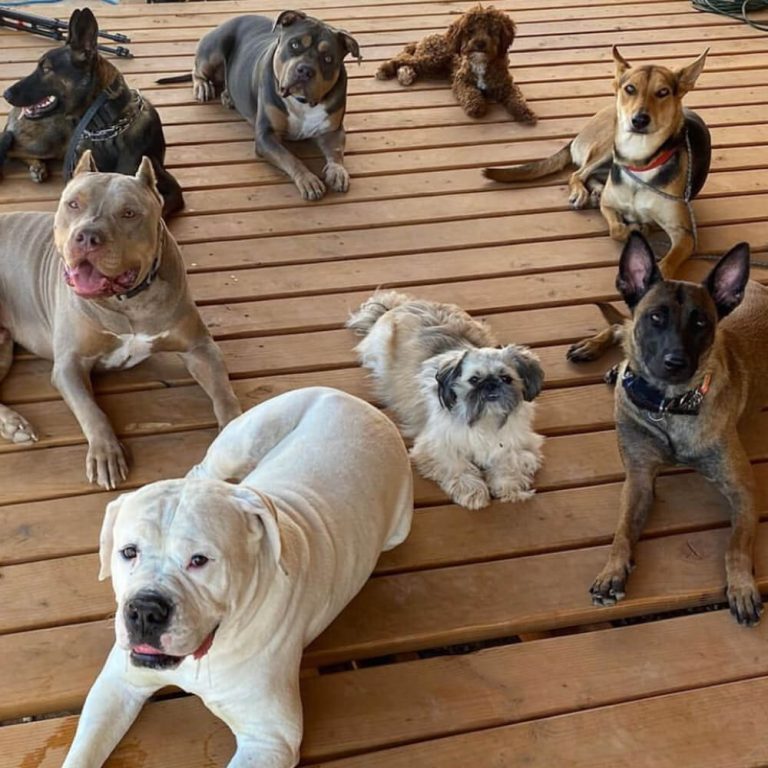 Training Programs | Protection K9's Worldwide